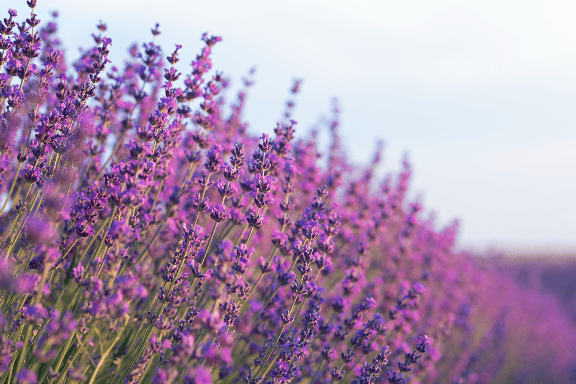 Pestovanie levandule: Vneste do svojej záhrady kúsok Provence ...